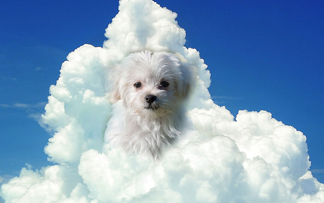 DDOG: Datadog stock is in the doghouse | stoxdox